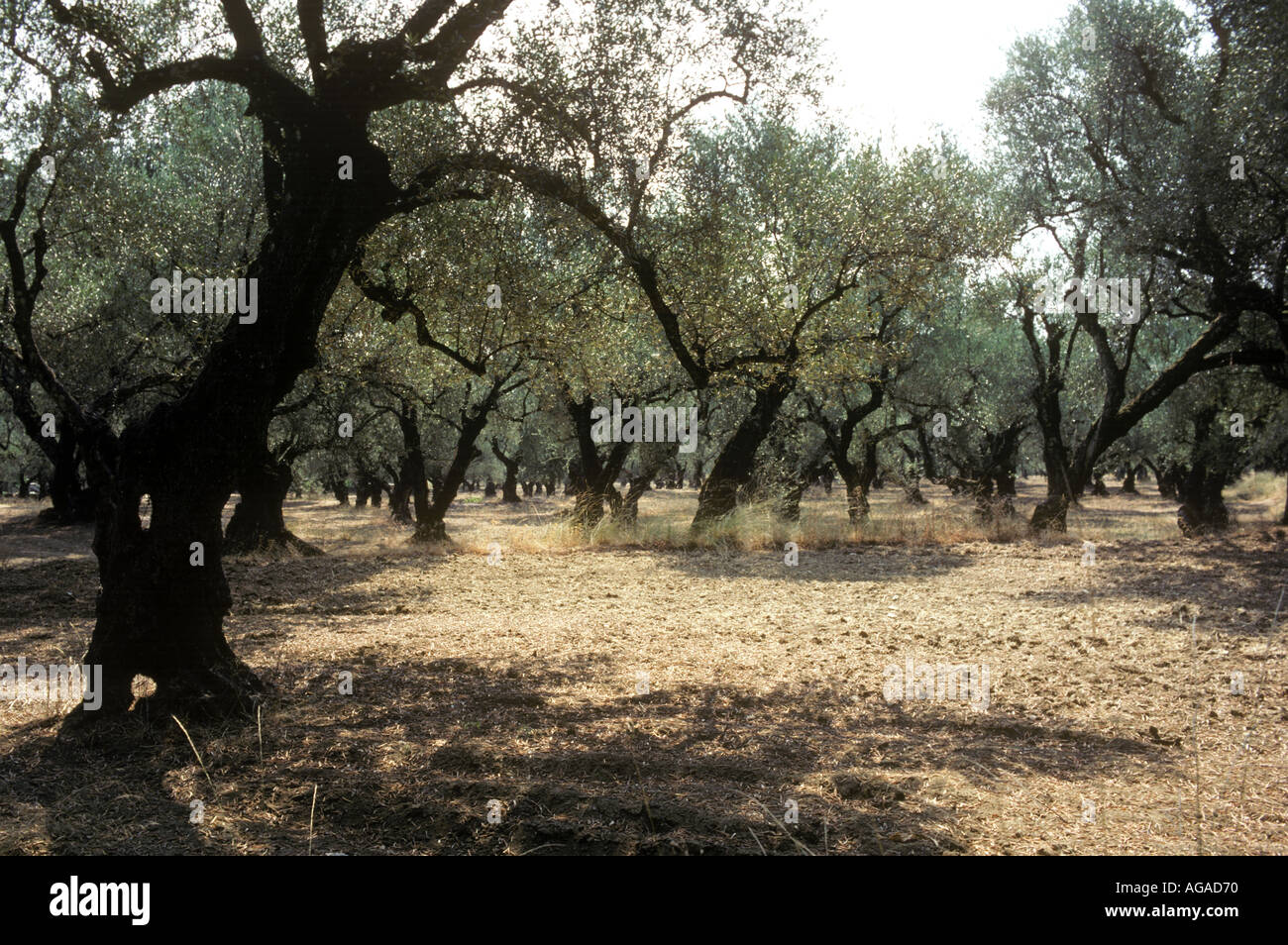 olive orchard in greece Stock Photo - Alamy