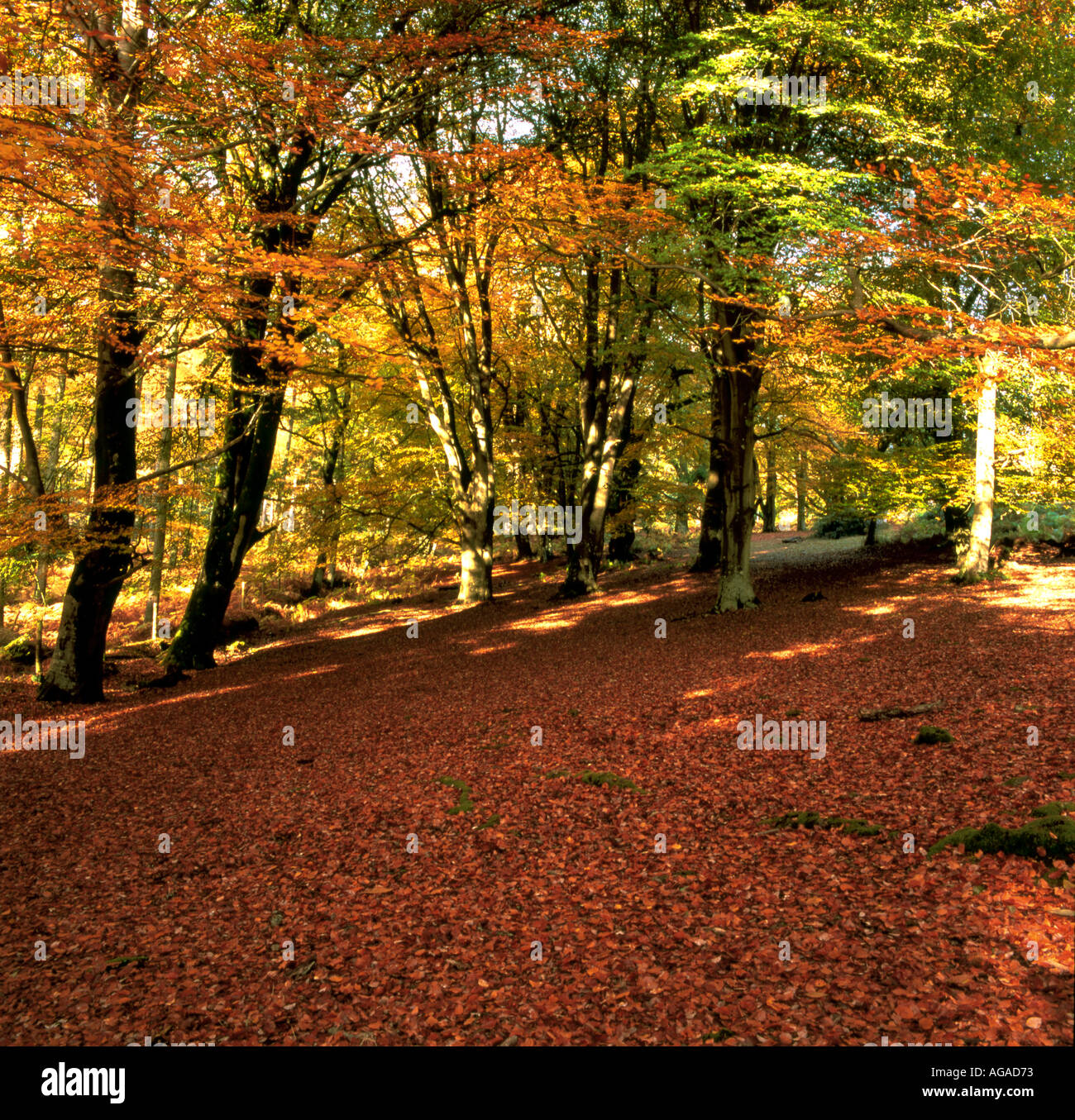 English trees hi-res stock photography and images - Alamy