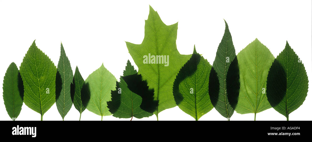 Row of leaves lit from behind, white background Stock Photo - Alamy