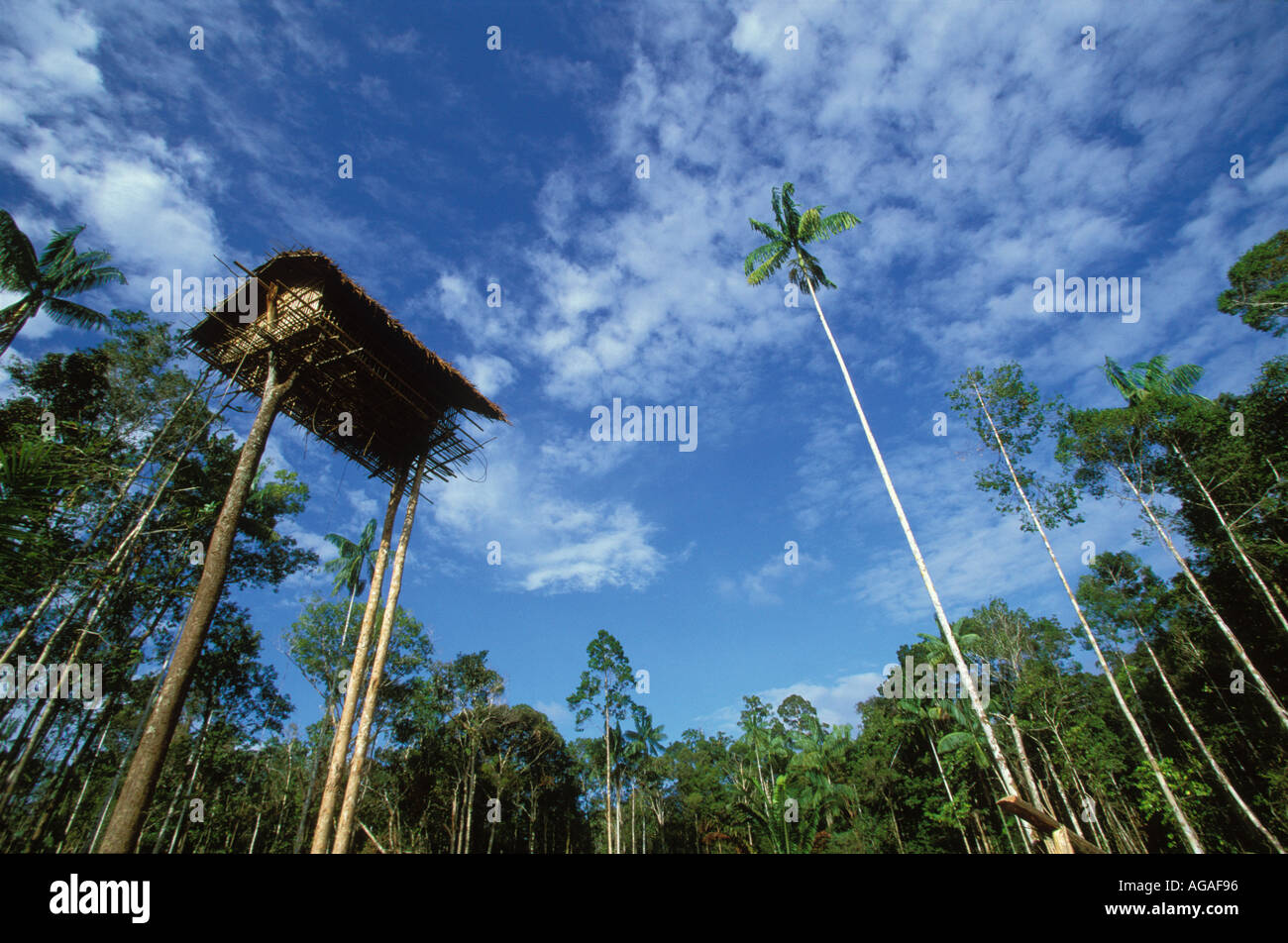 A new treehouse built some 15 meters above ground Kombai tribal area ...
