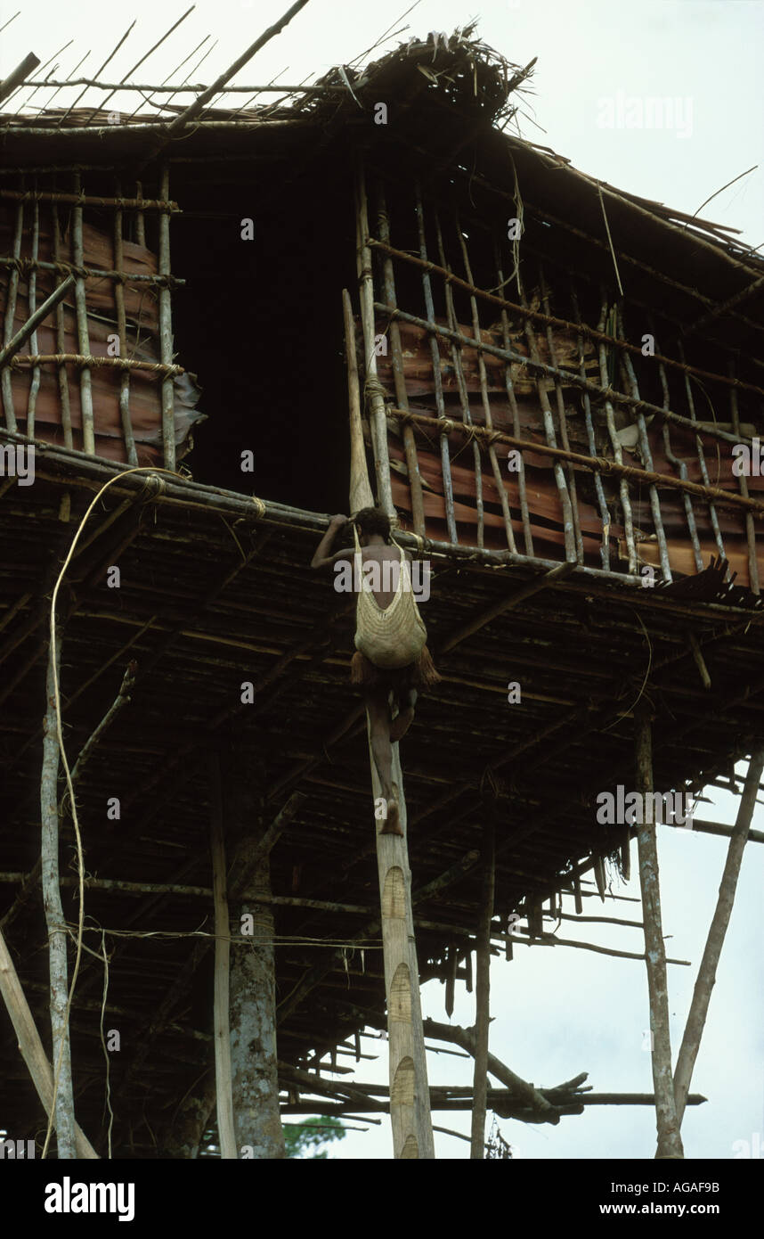 Woman with heavy load climbing up the ladder of a treehouse Korowai ...