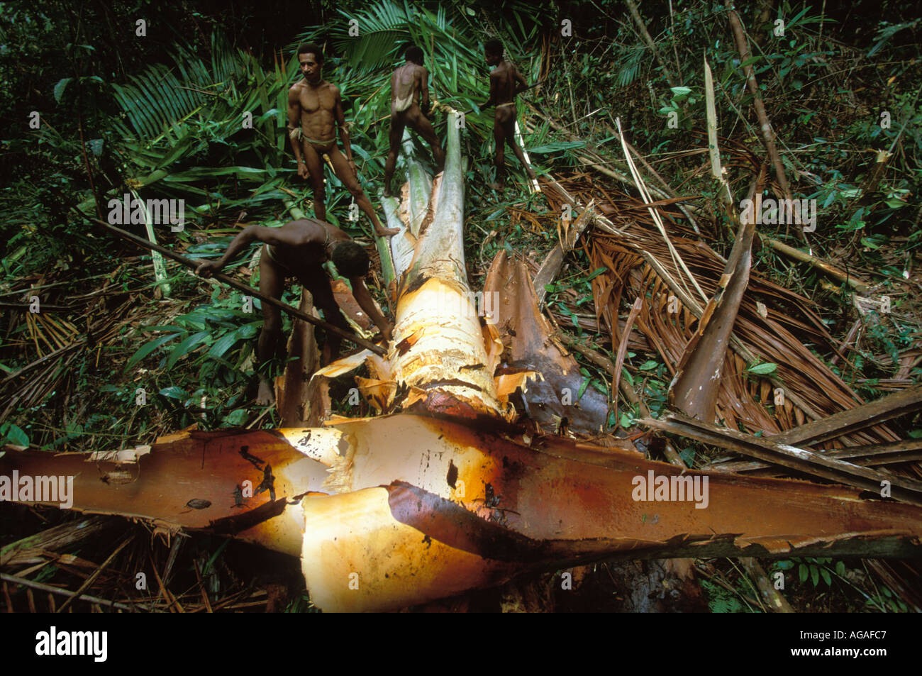 Removing the palm leaf shafts from a felled sago palm The Kombai tribe ...