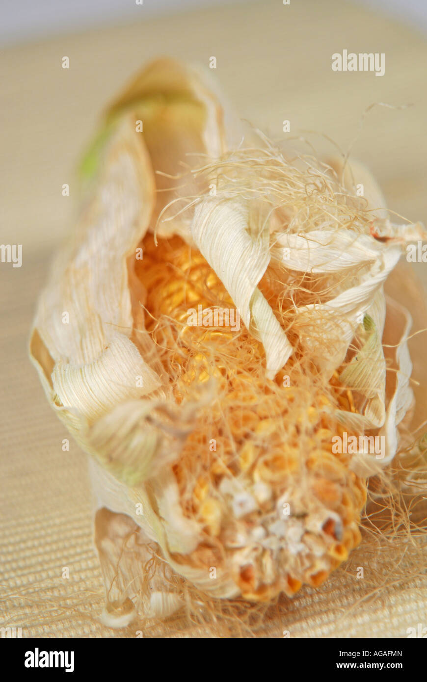 Dried ear of corn on the cob Stock Photo - Alamy