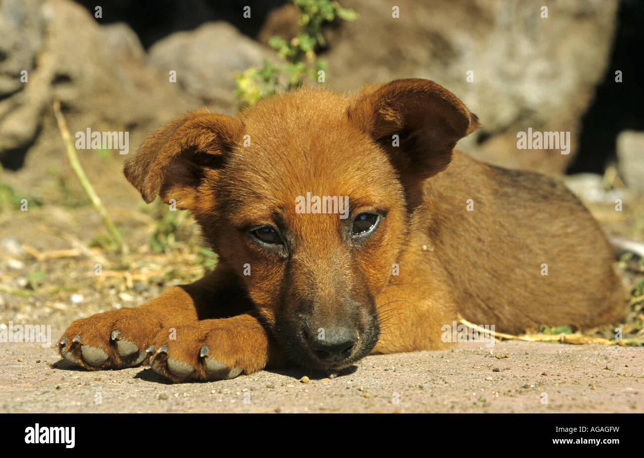 Brown puppy, Madeira, Portugal Stock Photo - Alamy