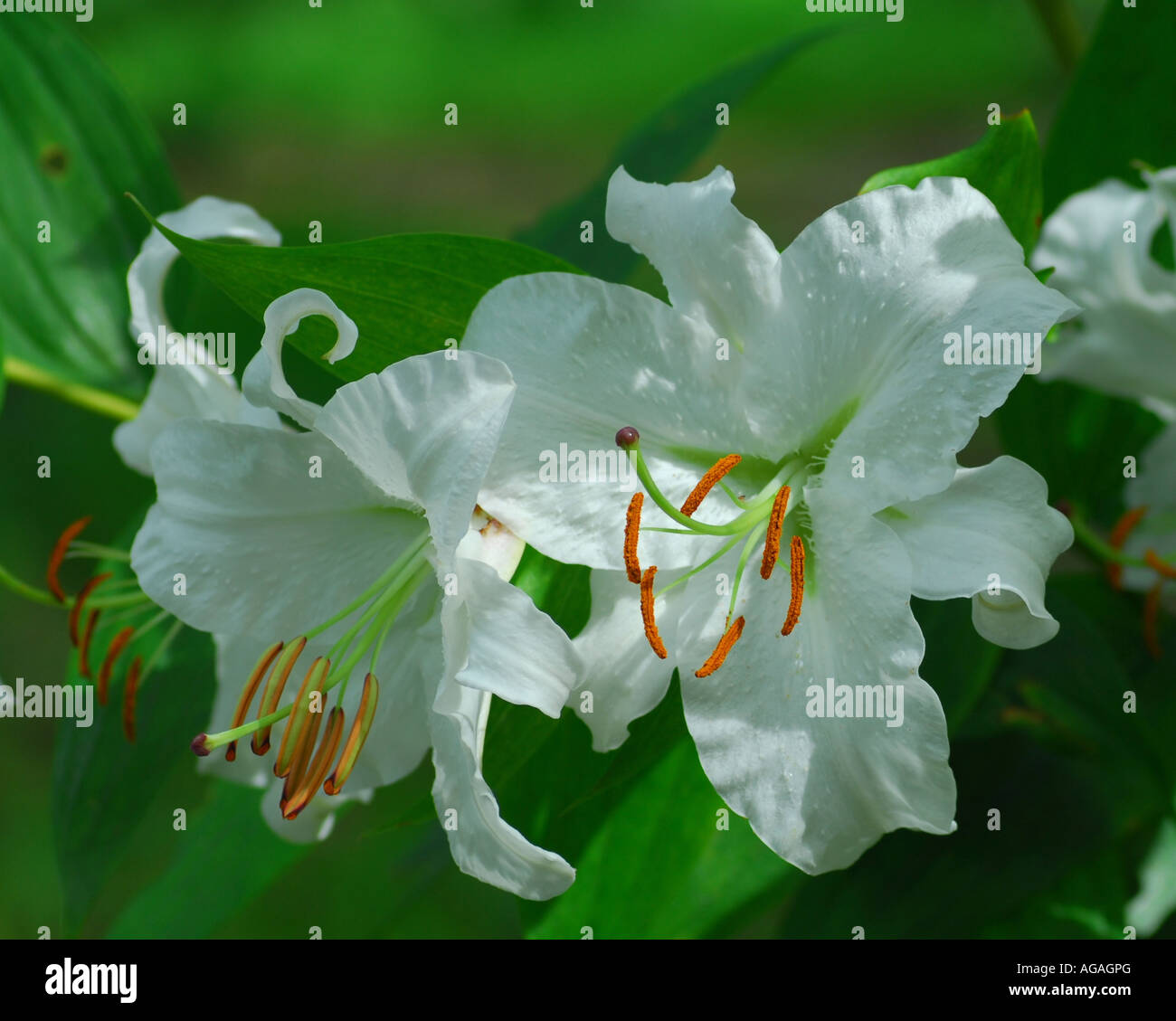 Large white lily Stock Photo - Alamy
