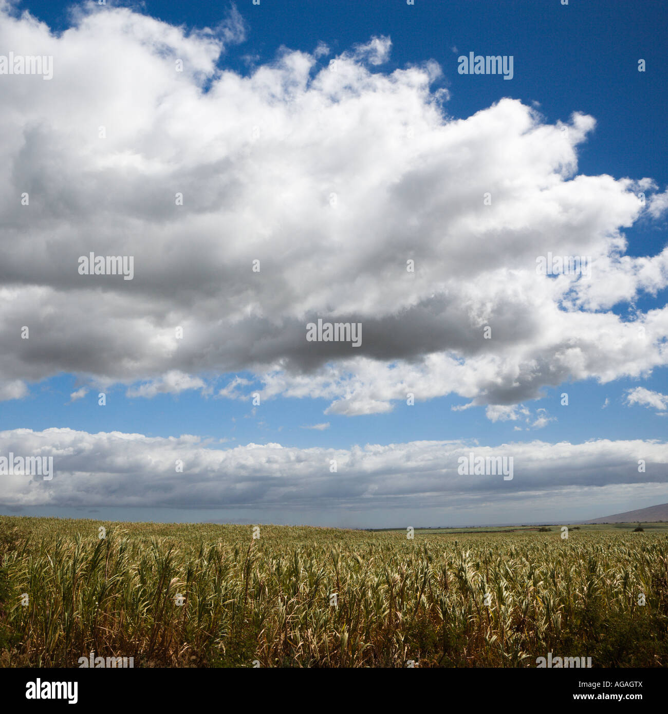 Sugarcane field in hawaii hi-res stock photography and images - Alamy