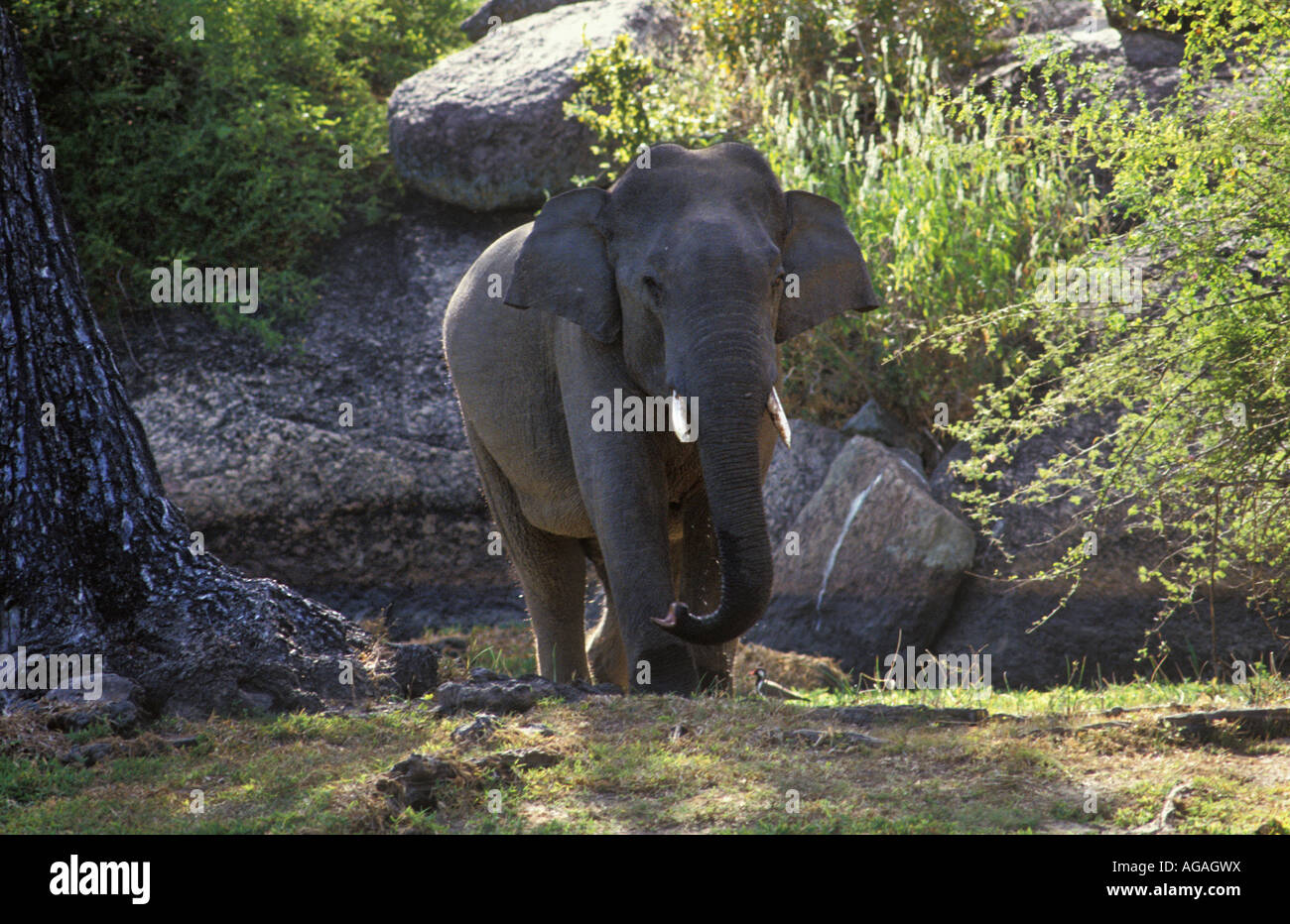 Sri Lanka Yala, Elephant in Sinharaja Forest Reserve Stock Photo - Alamy