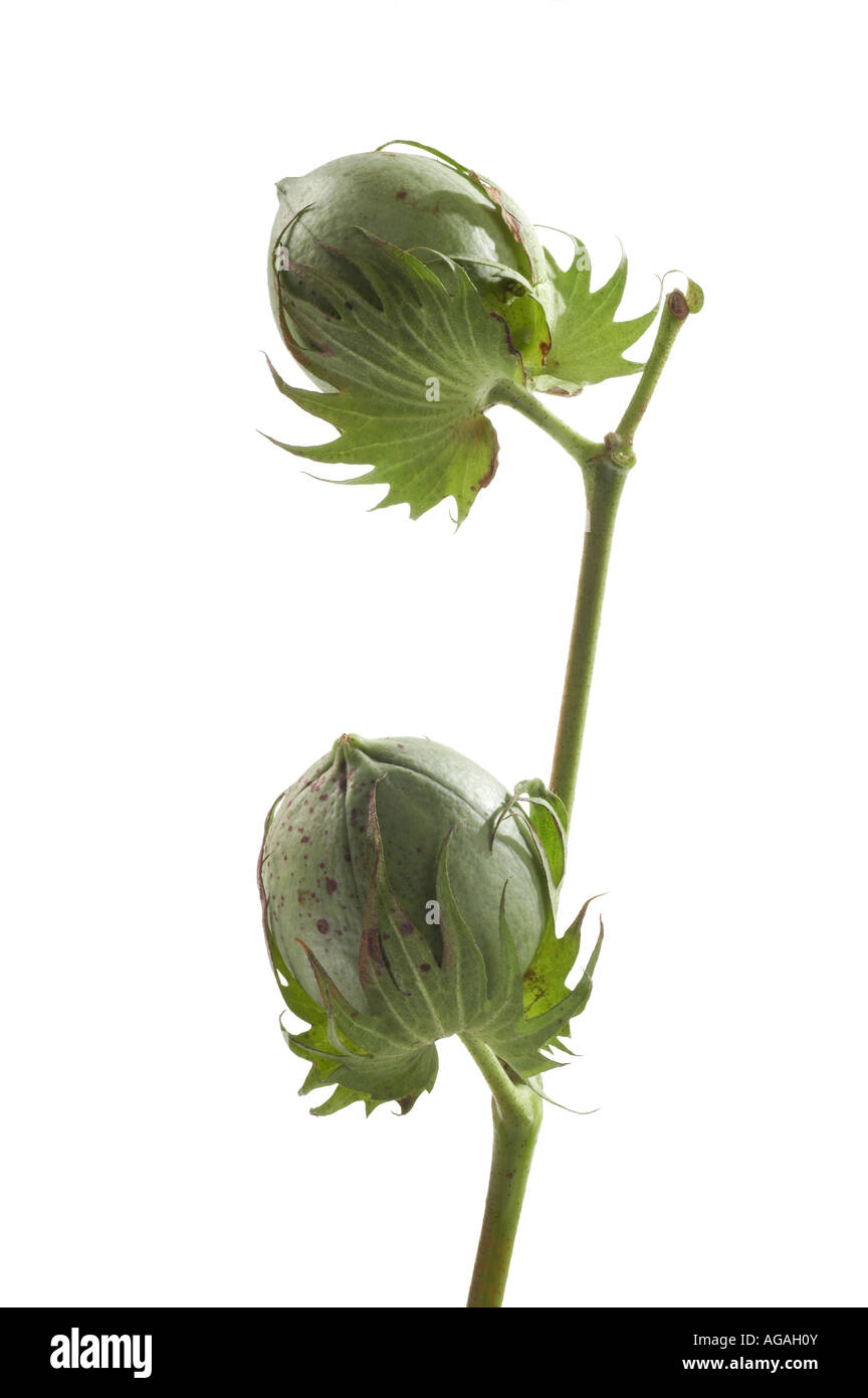 Closed bolls hi-res stock photography and images - Alamy