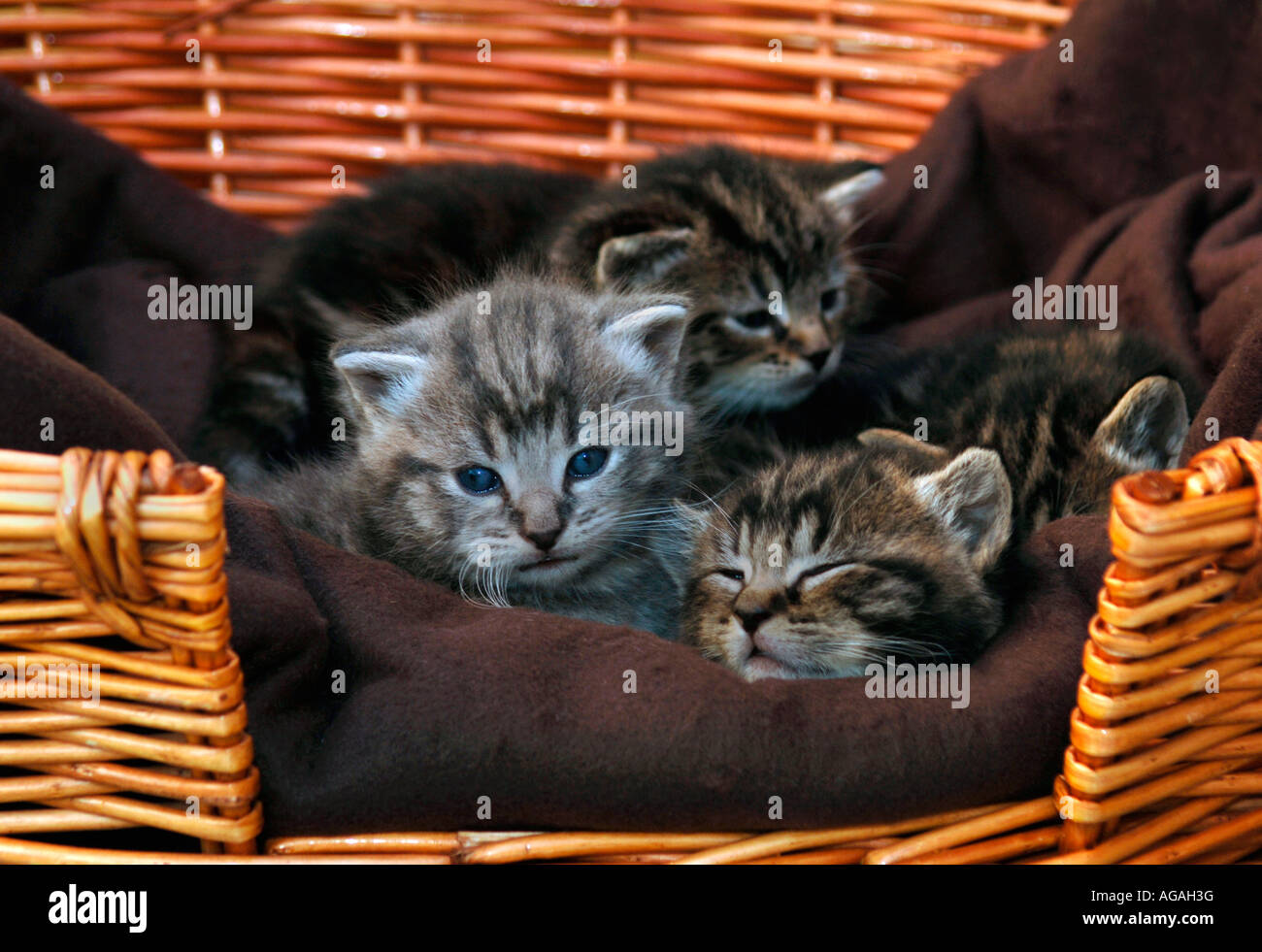 Kittens In A Basket Stock Photo - Alamy