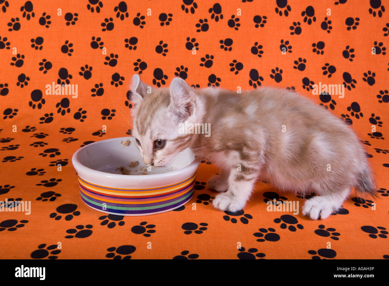 Kitten eating food from dish on orange background with black paw prints ...