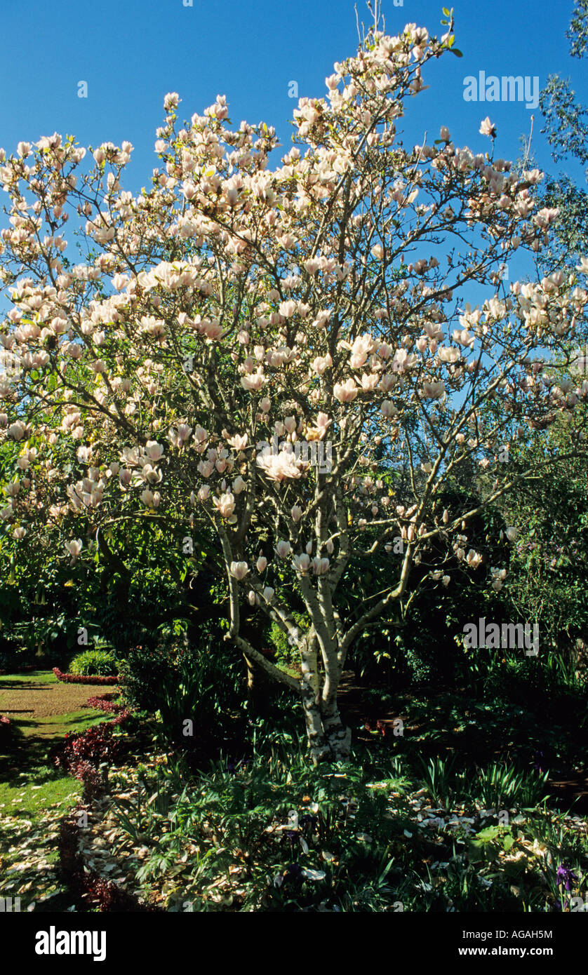 Magnolia tree in Blandys Garden Quinta do Palheiro Ferreiero Madeira ...