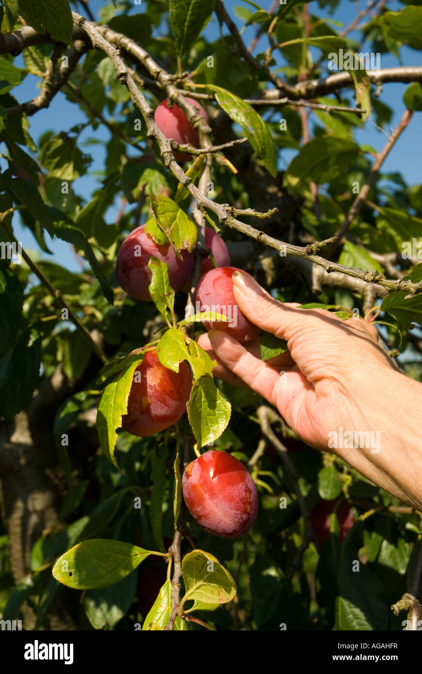 Picking Plums on a Pick Your Own Farm in Herefordshire England Stock ...