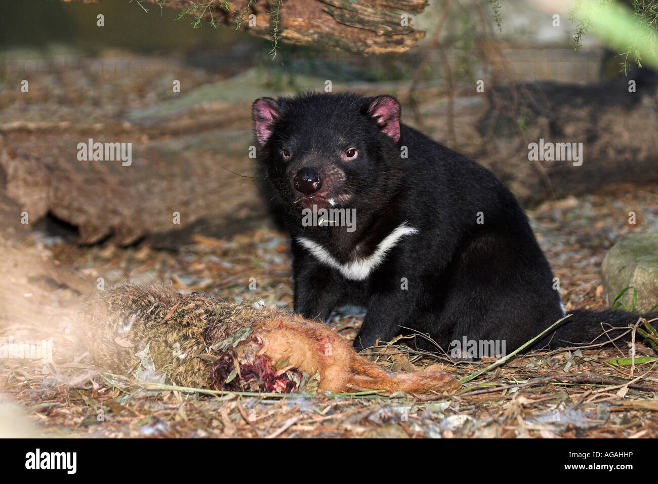 Tasmanian Devil Eating