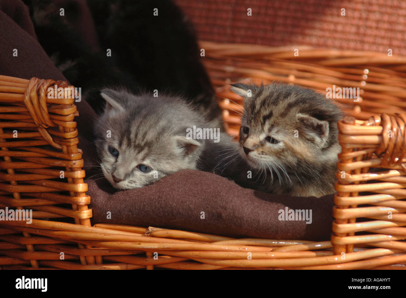 Kittens In A Basket Stock Photo - Alamy
