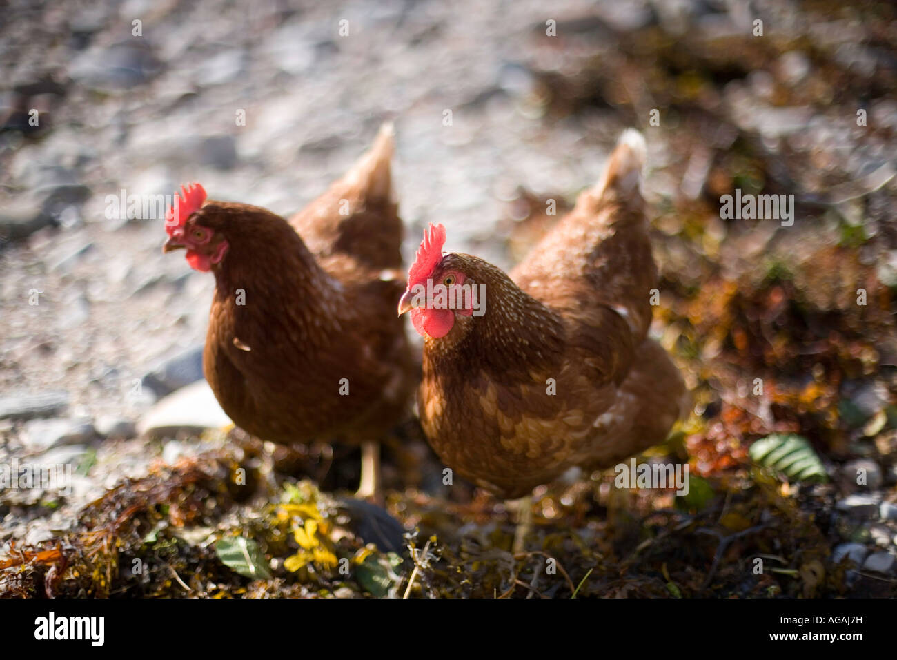 Happy Chickens scratching around in seaweed on rocky seashore in ...