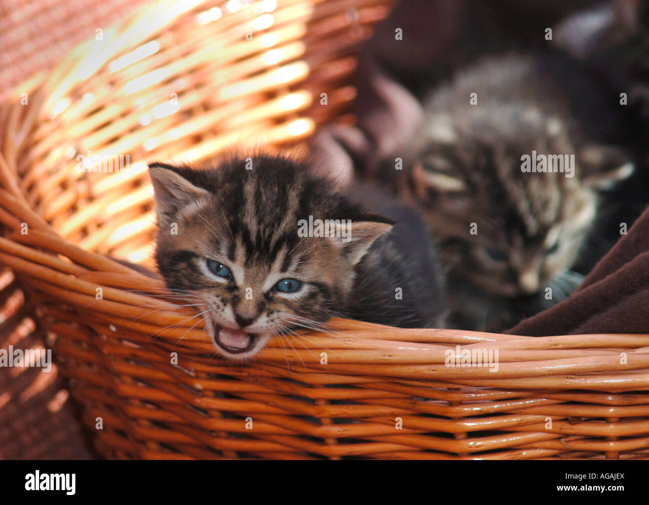 Kittens In A Basket Stock Photo - Alamy