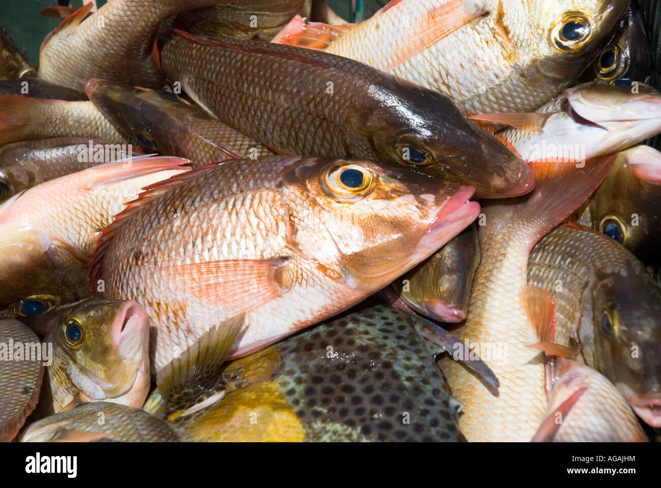 freshly caught fish Stock Photo - Alamy