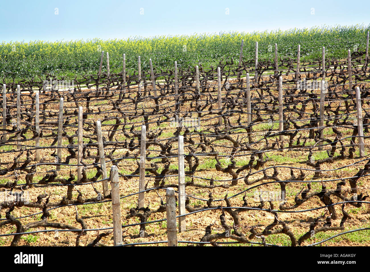 Vineyard in Greece Stock Photo - Alamy