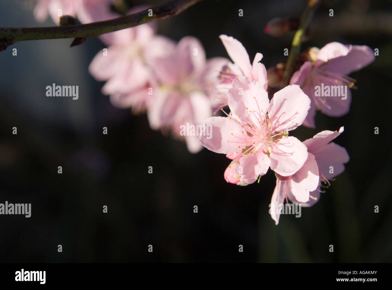 Tropical peach tree blossoms Brisbane Queensland Australia Stock Photo ...