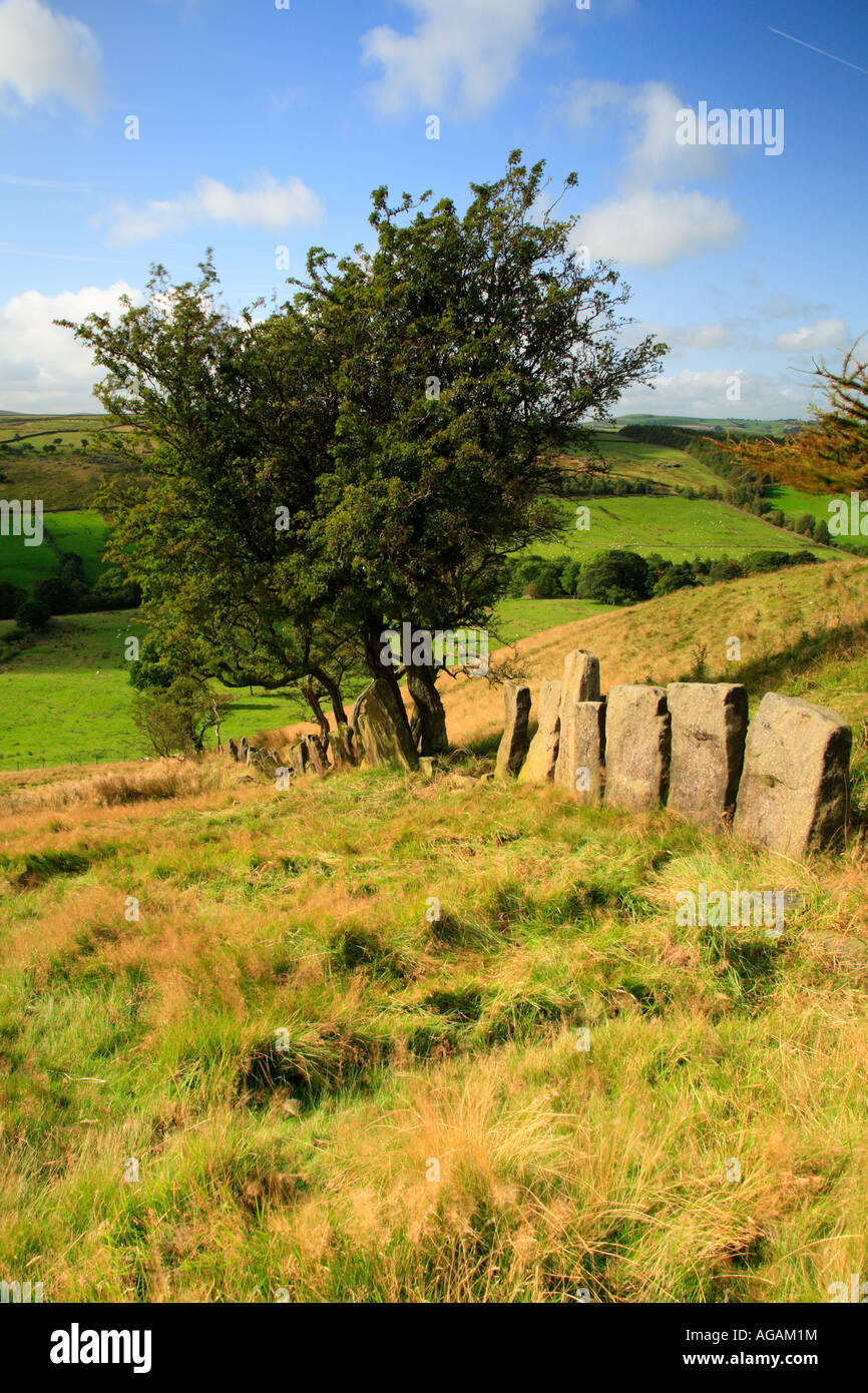 Ancient stone slab vaccary wall, Wycoller, Colne, Lancashire, England ...