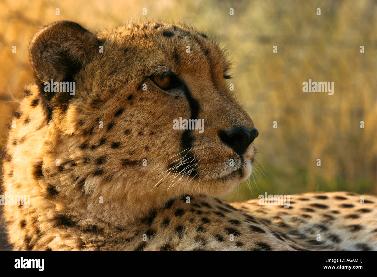 Captive cheetah resting in its enclosure in the evening sun Stock Photo ...