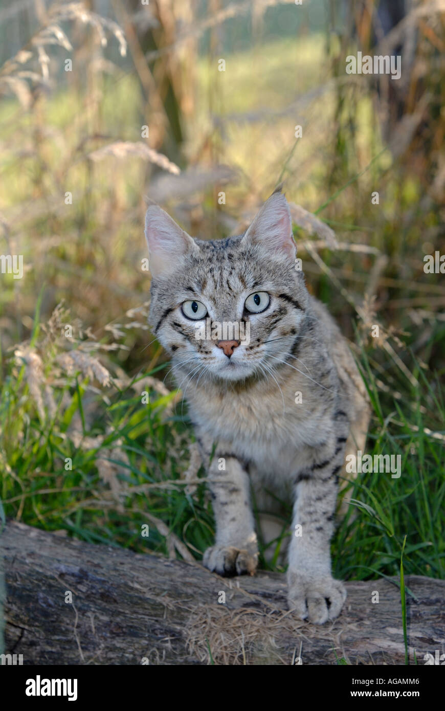 Male Asian wildcat or Indian desert cat ( Felis silvestris ornata), N W ...
