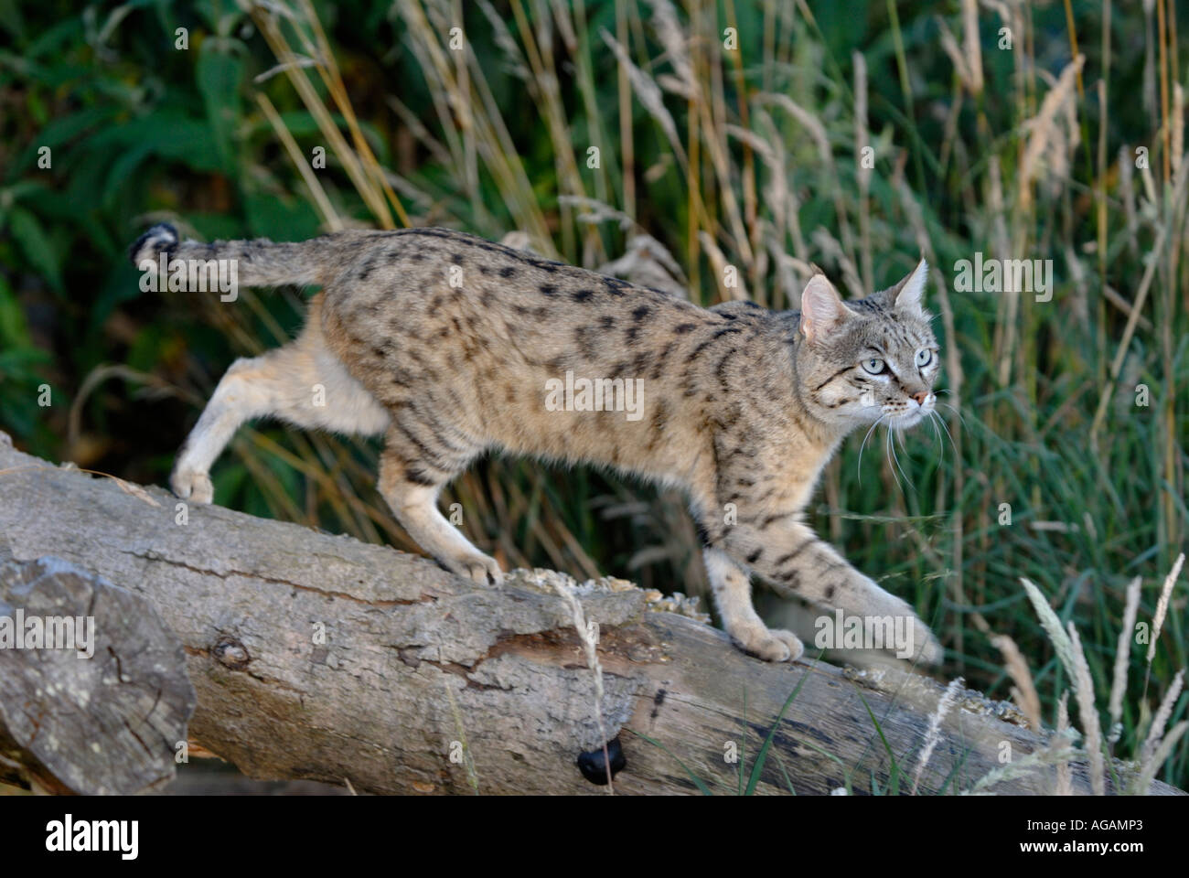 Male Asian wildcat or Indian desert cat ( Felis silvestris ornata), N W ...