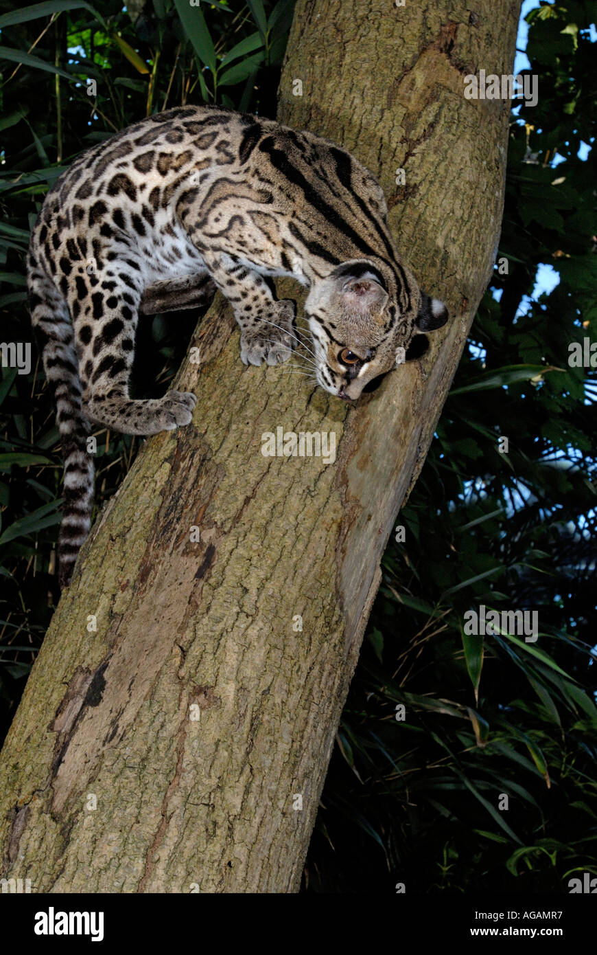 Margay hi-res stock photography and images - Alamy