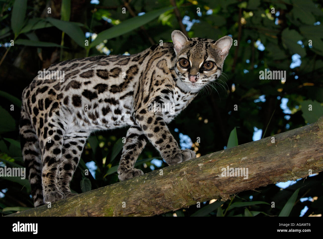 Margay cat hi-res stock photography and images - Alamy