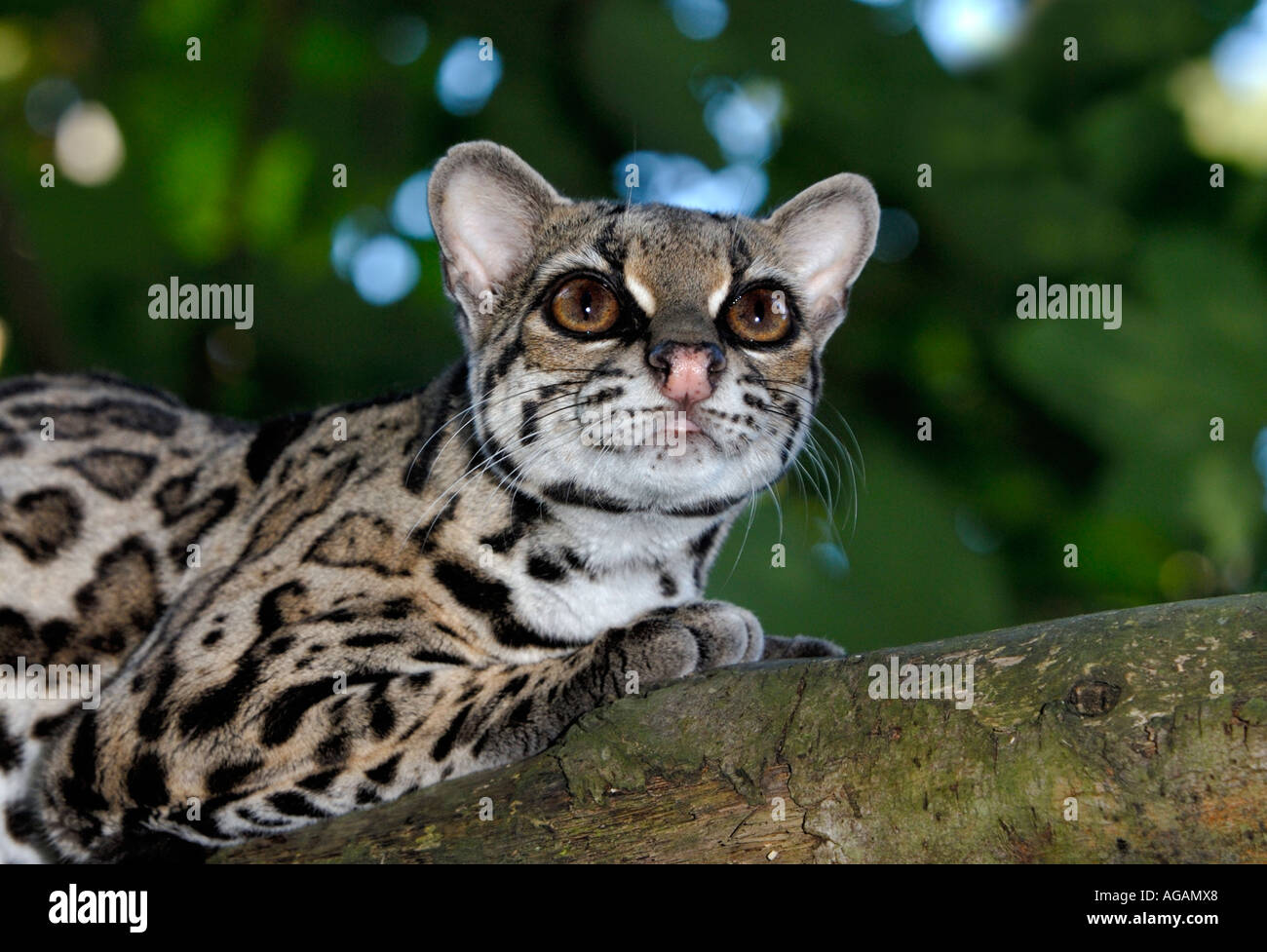 Margay Tree Stock Photos & Margay Tree Stock Images - Alamy