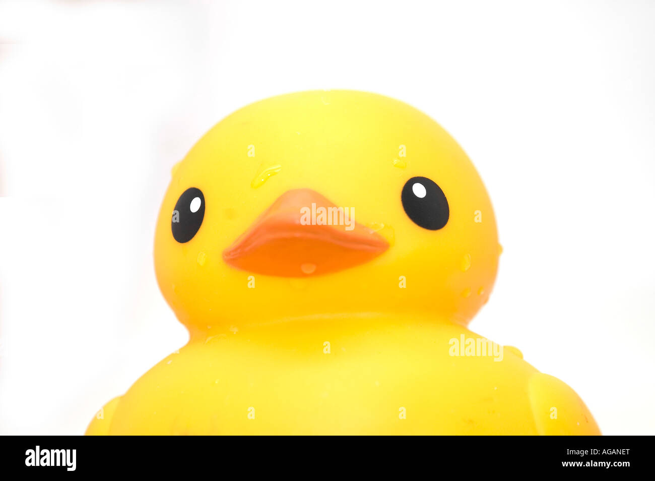 portrait of yellow plastic toy bathing duck Stock Photo - Alamy