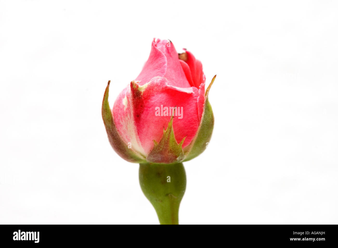 single bud of red rose on white background Stock Photo - Alamy