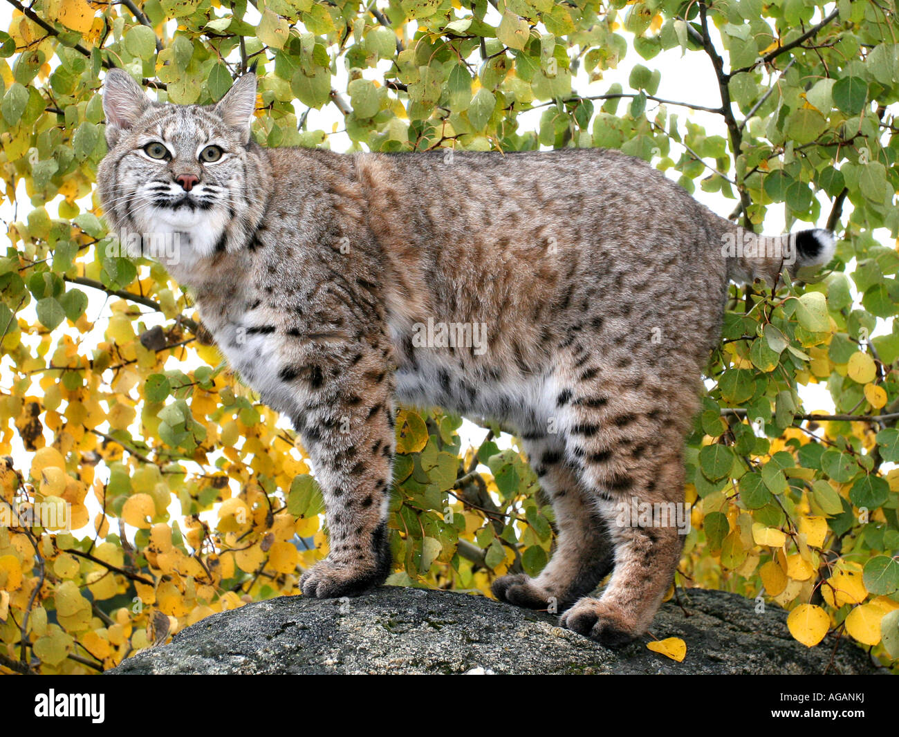 North American Bobcat standing on boulder on rainy autumn day Stock ...