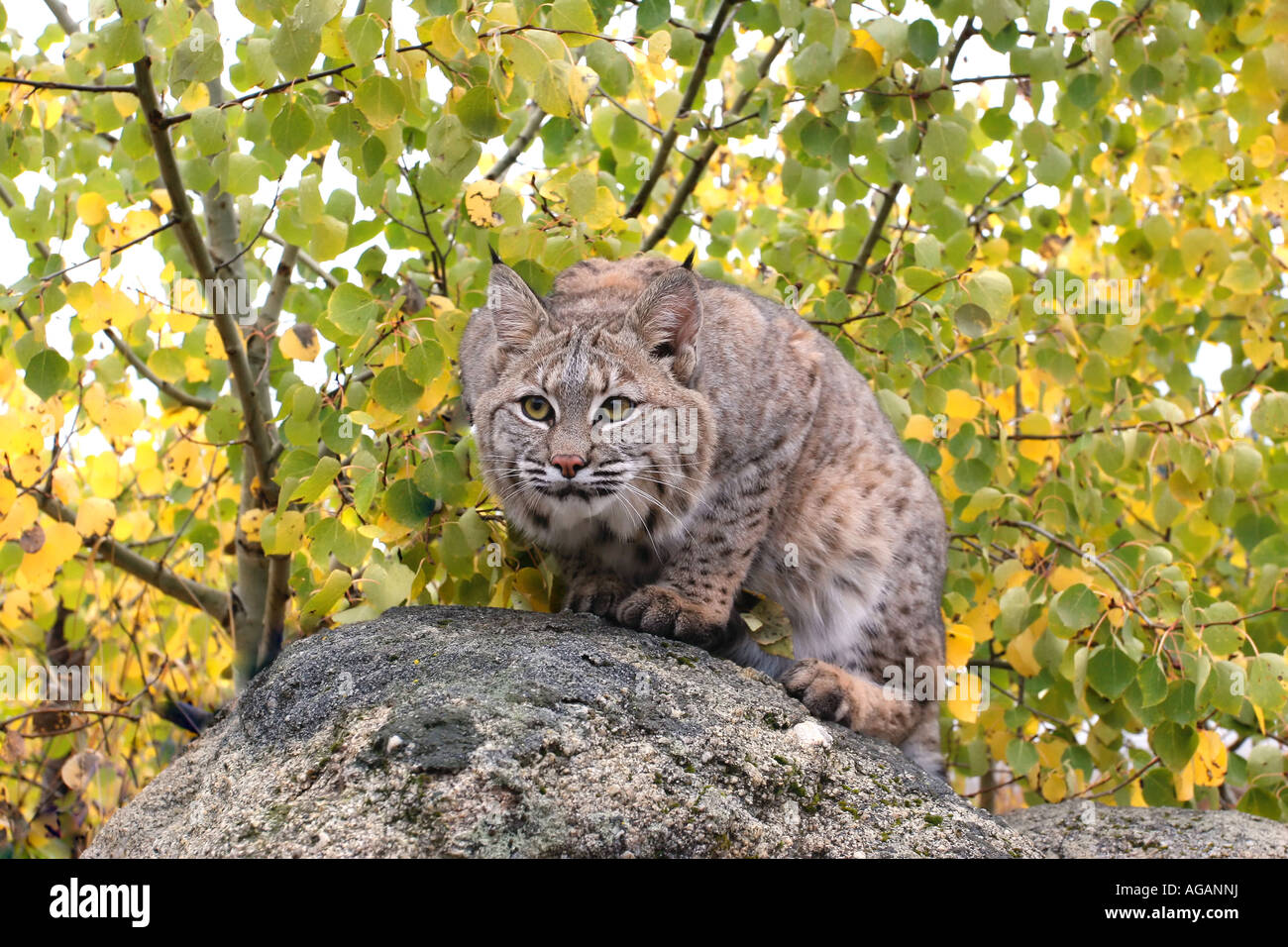 North American Bobcat crouching on boulder on rainy autumn day Stock ...