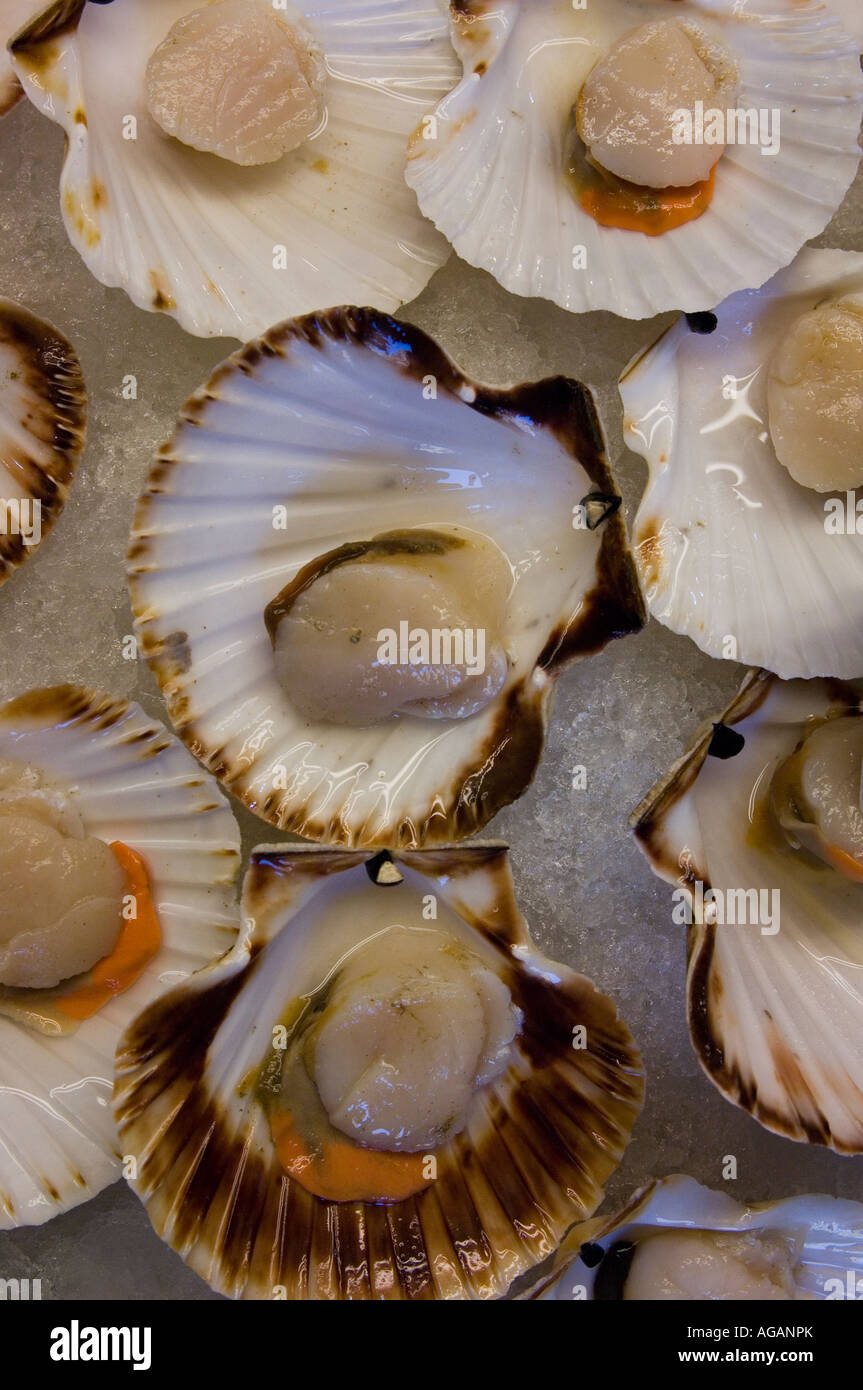 Venice scallops hi-res stock photography and images - Alamy