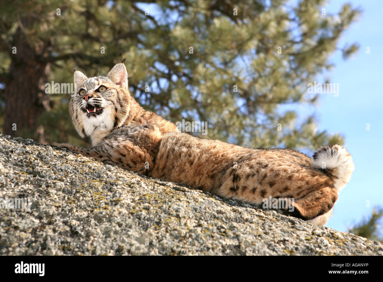 North American Bobcat crouching on boulder on sunny winter day Stock ...