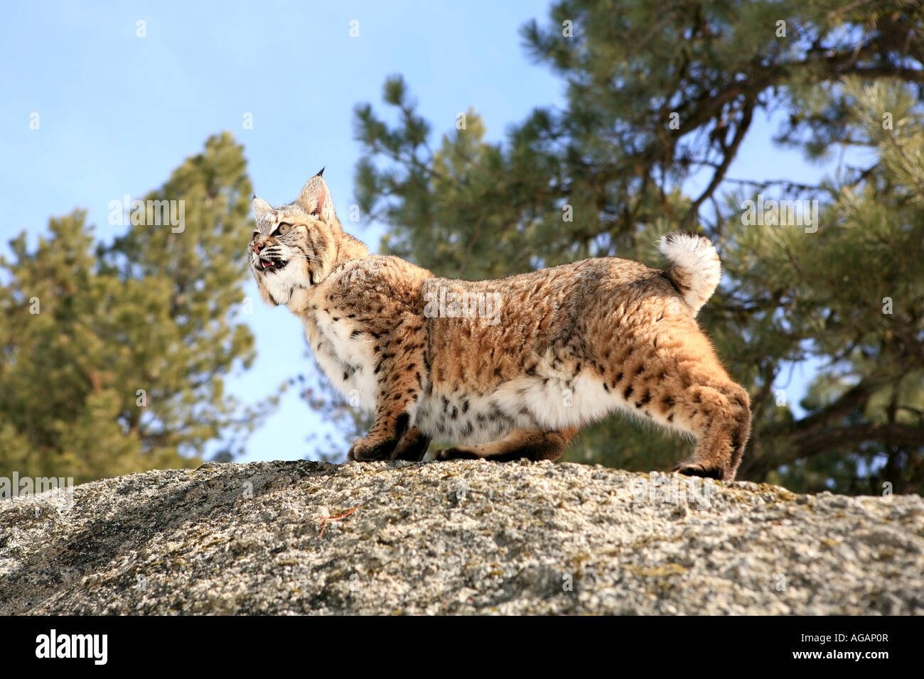 North American Bobcat standing on boulder on sunny winter day Stock ...