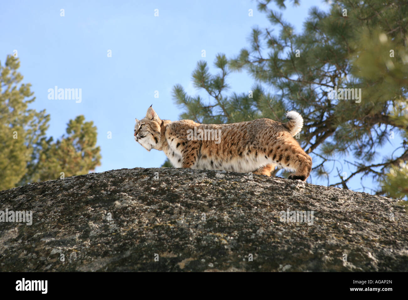 North American Bobcat standing on boulder on sunny winter day Stock ...