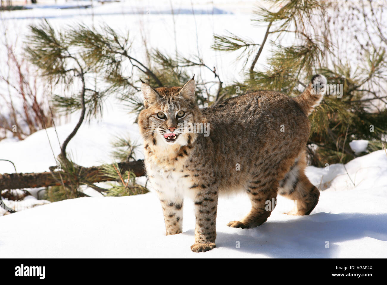 North American bobcat in the snow Stock Photo - Alamy