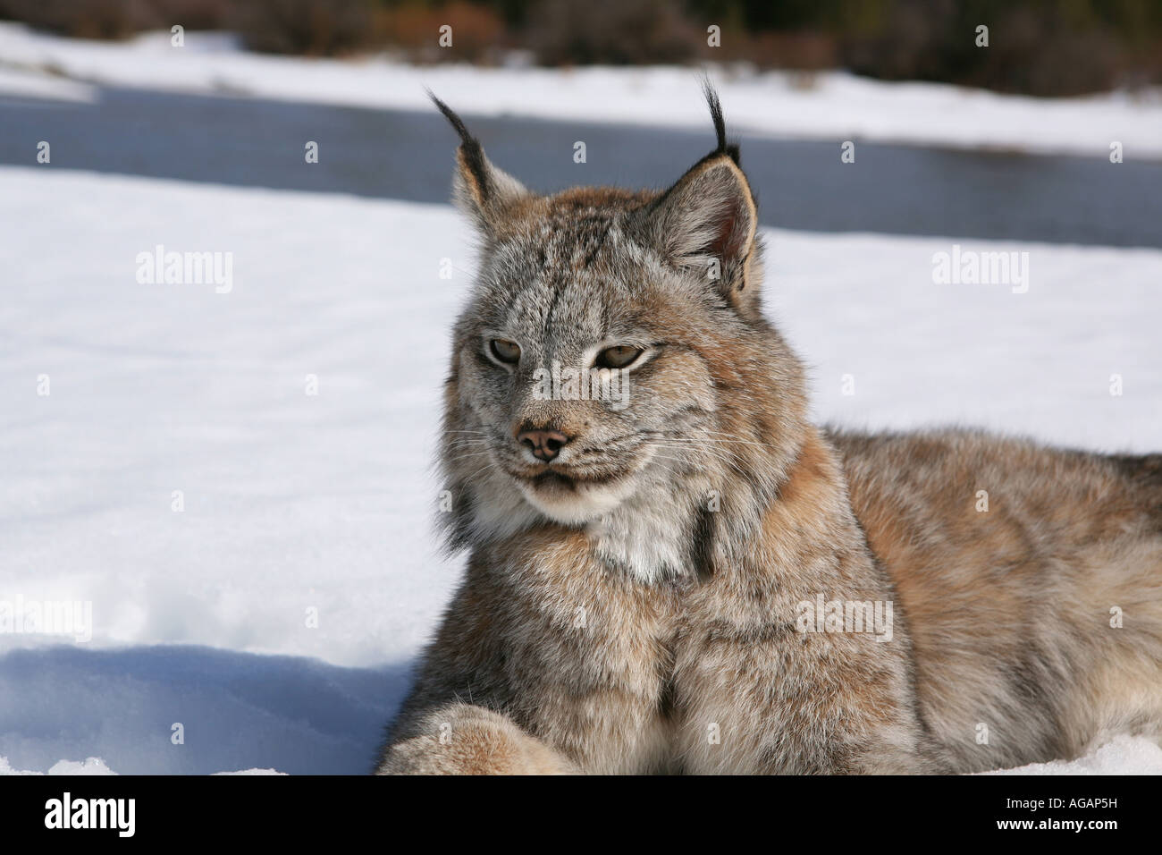 North American Lynx