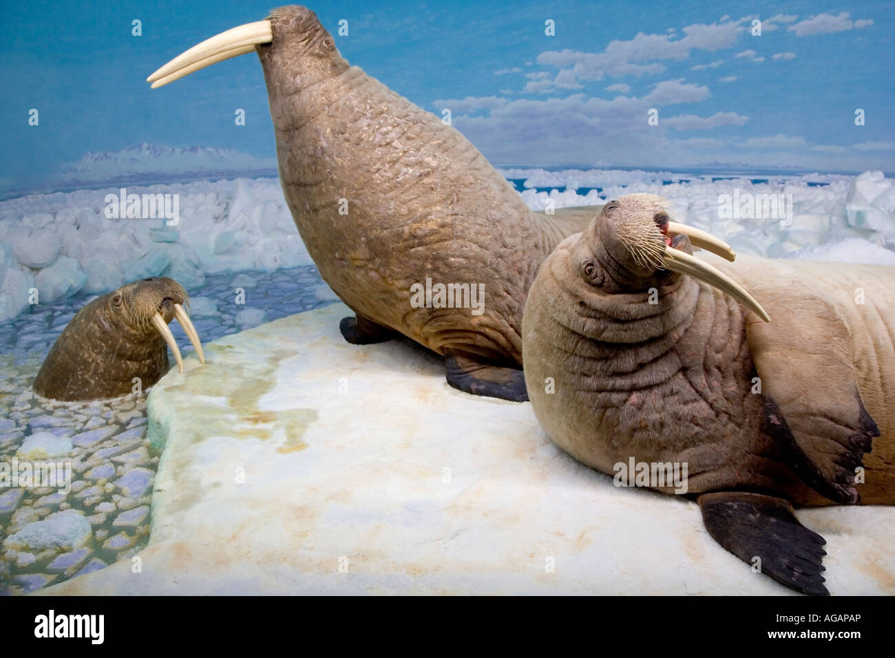 Walruses hi-res stock photography and images - Alamy