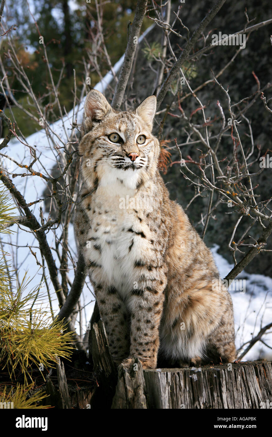 North American Bobcat siting on stump on snowy winter day Stock Photo ...