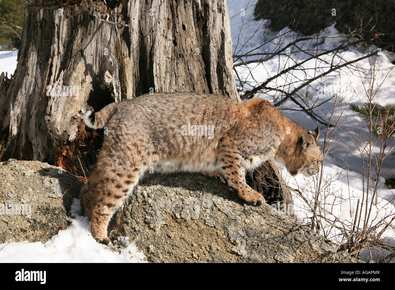 North American bobcat in the snow Stock Photo - Alamy