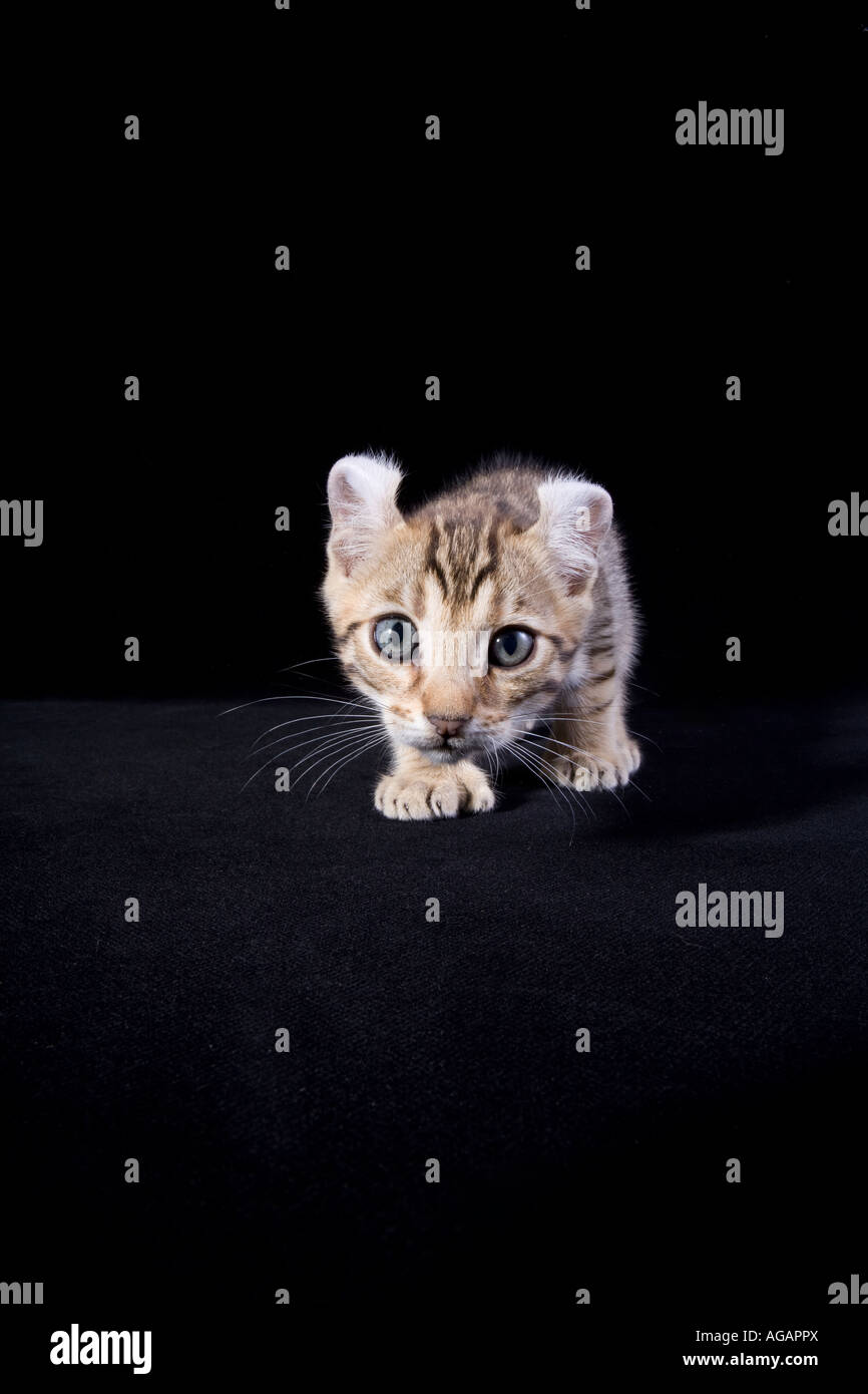 Brown kitten stalking on black background Stock Photo - Alamy