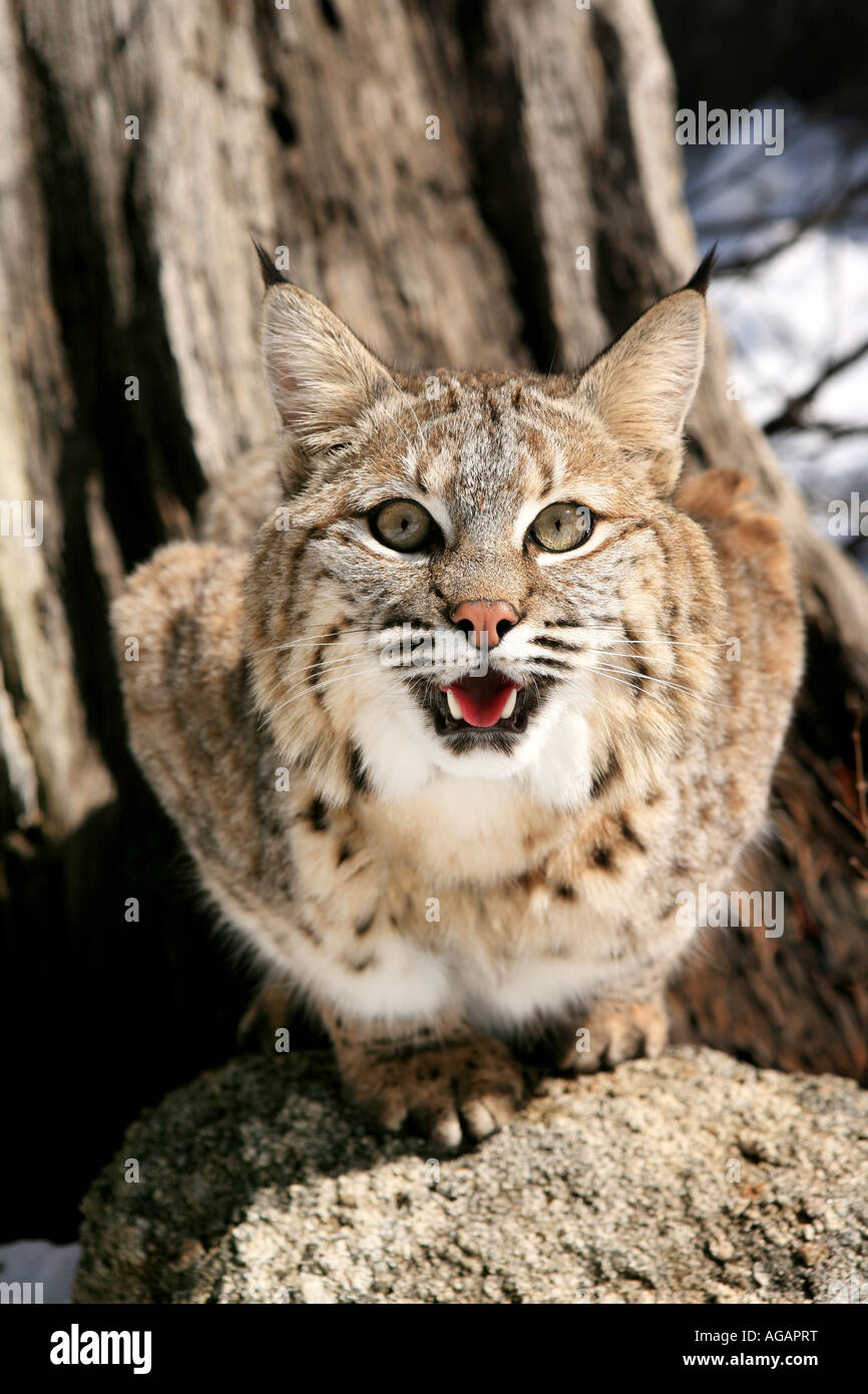 North American Bobcat crouching on boulder on snowy winter day Stock ...