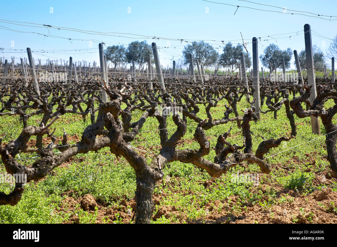 Vineyard in Greece Stock Photo - Alamy