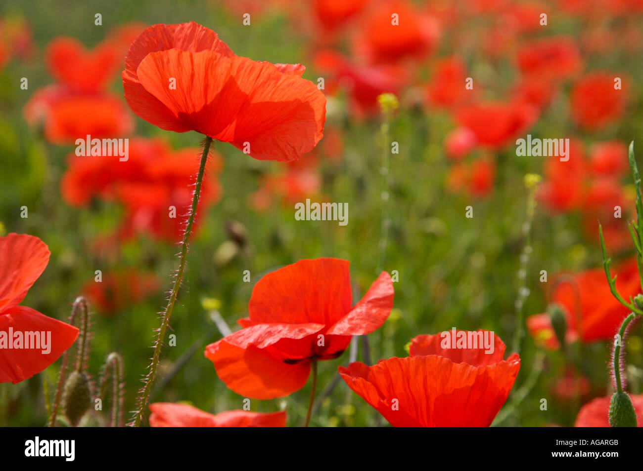 First world war battlefield poppies hi-res stock photography and images ...