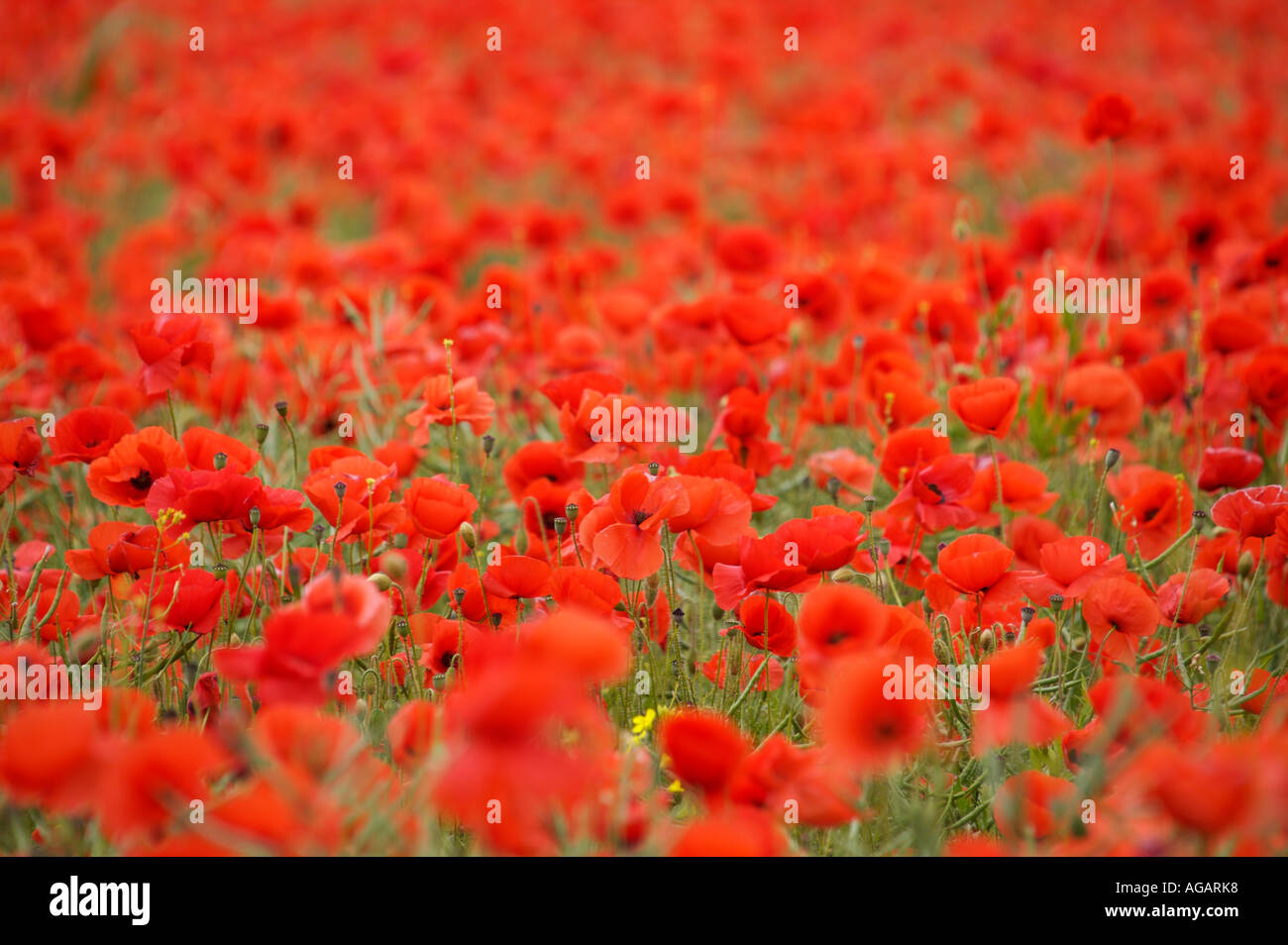 First world war battlefield poppies hi-res stock photography and images ...