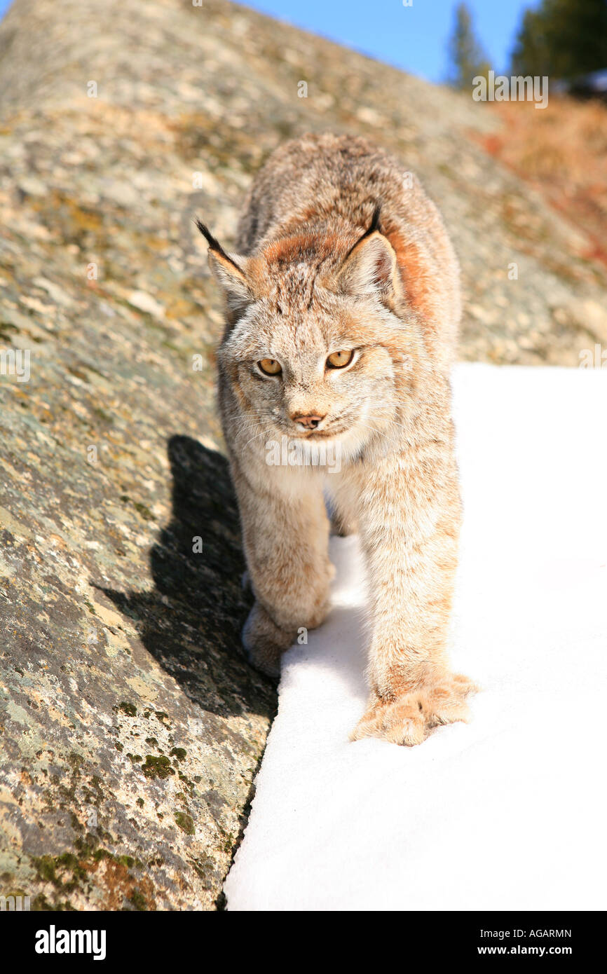 North American Lynx in the snow Stock Photo - Alamy
