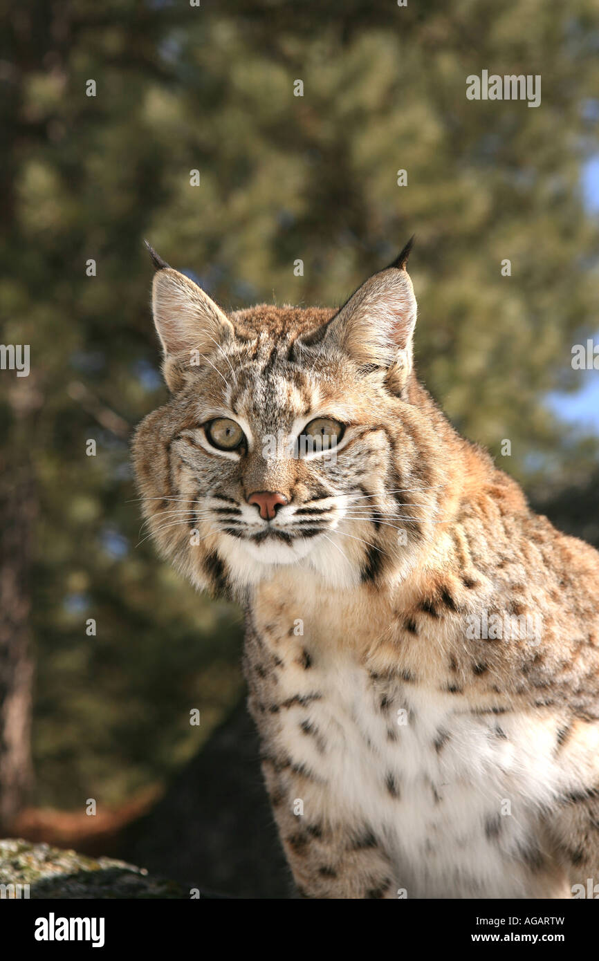 Bobcat headshot hi-res stock photography and images - Alamy